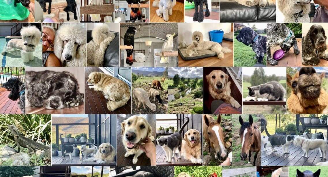 Happy Pet Home Sitting ? Pet Pics!